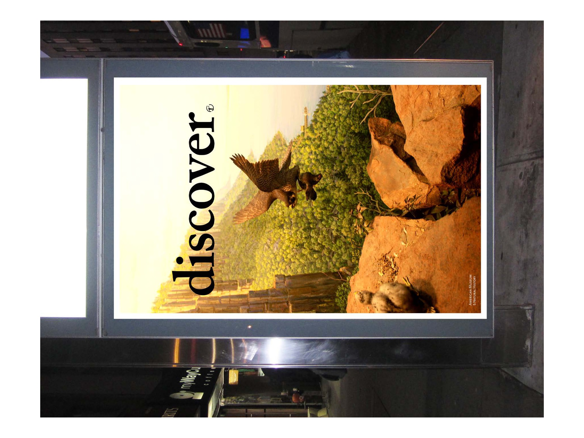 Museum of Natural History Posters by Kaitlin Nicolini – SVA Design