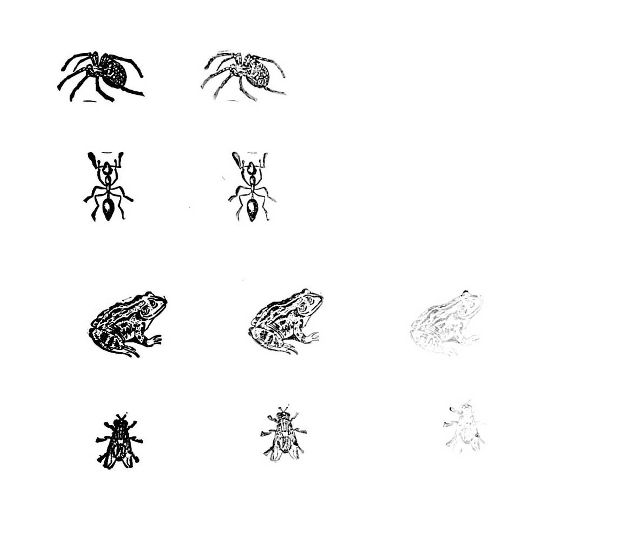 Fauna Postage Stamps by Saachi Verma – SVA Design