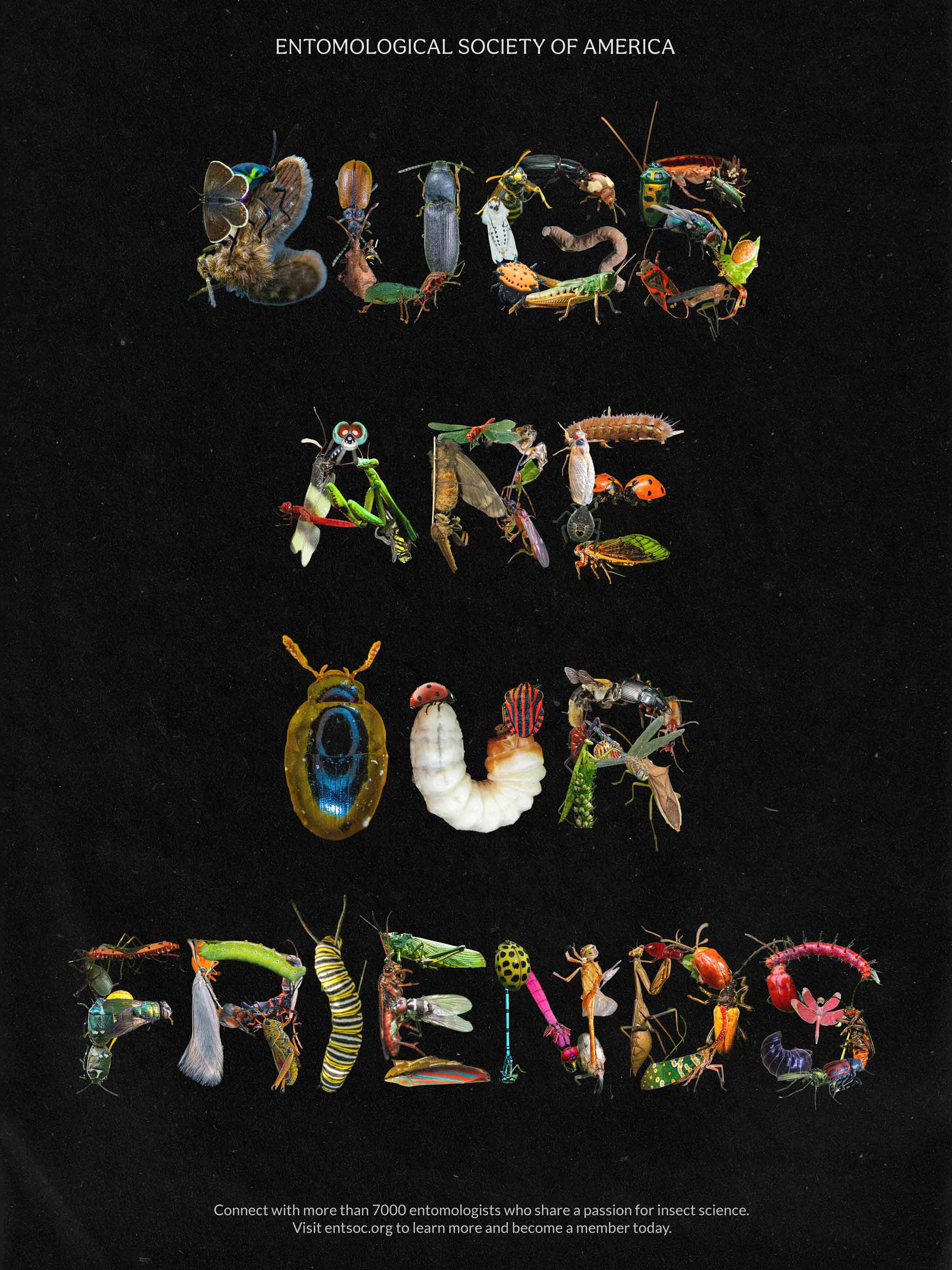 Bugs Are Our Friends Posters by Angela Gong – SVA Design