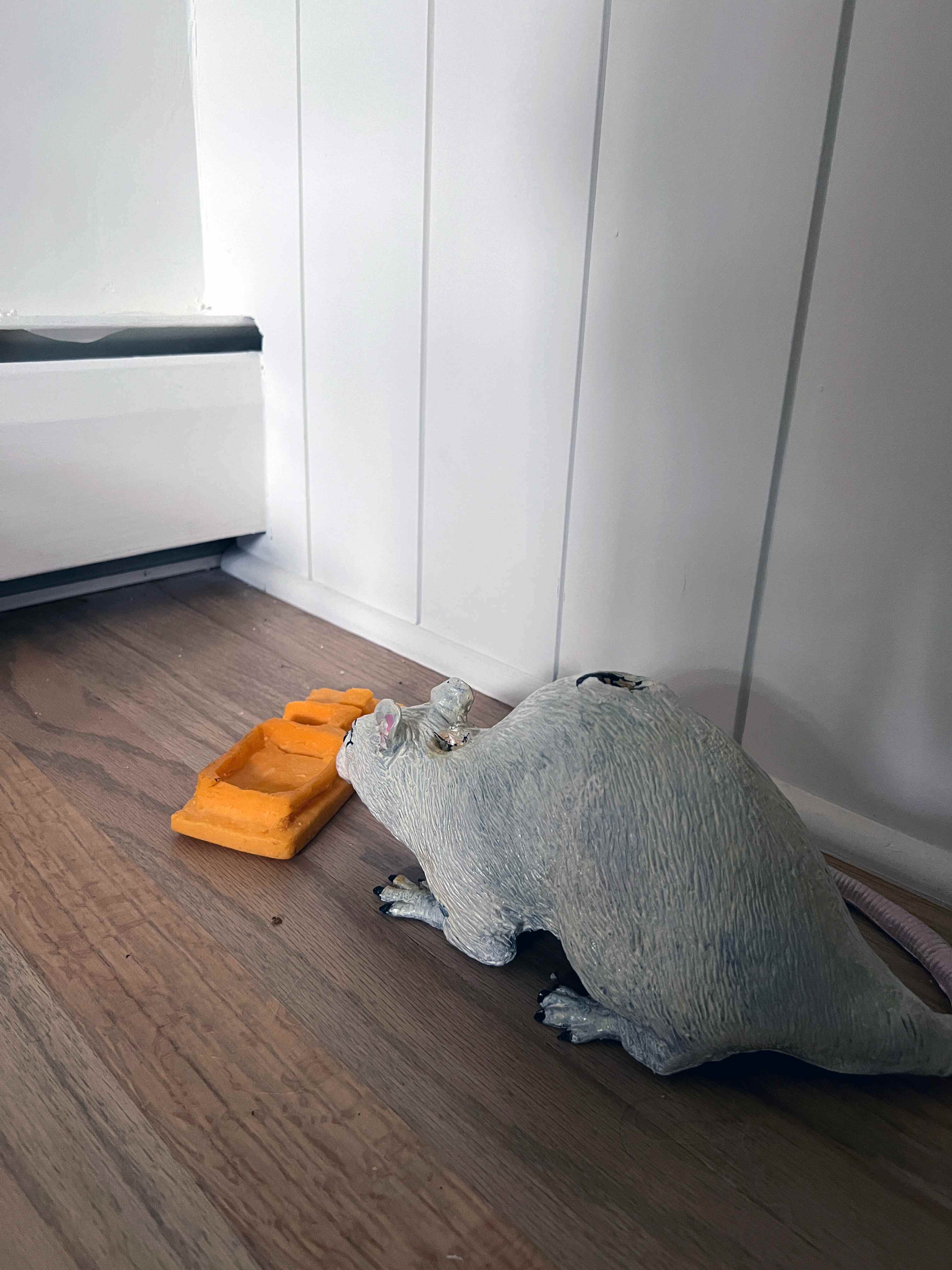 cheese trap by Sara Cacoilo – SVA Design